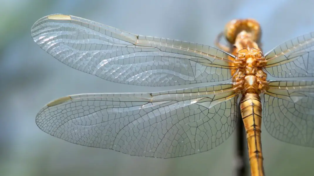 La libellule inspire un nouveau design pour le Boeing 777 - Enerzine