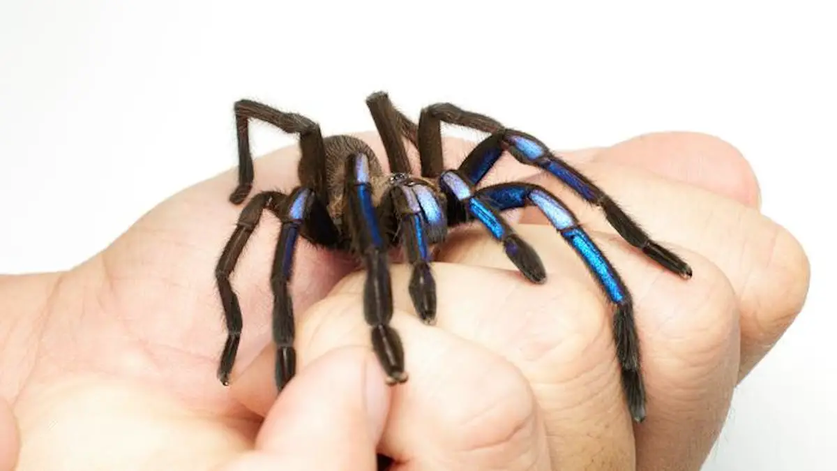 The electric blue tarantula: a unique species among the 900 species of ...