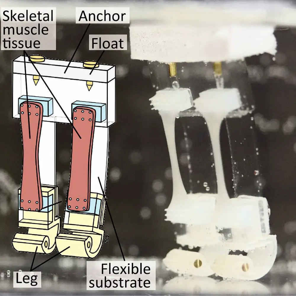 Des japonais créent un robot biohybride à 2 jambes inspiré de la ...