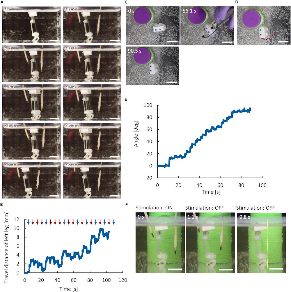 Des japonais créent un robot biohybride à 2 jambes inspiré de la ...